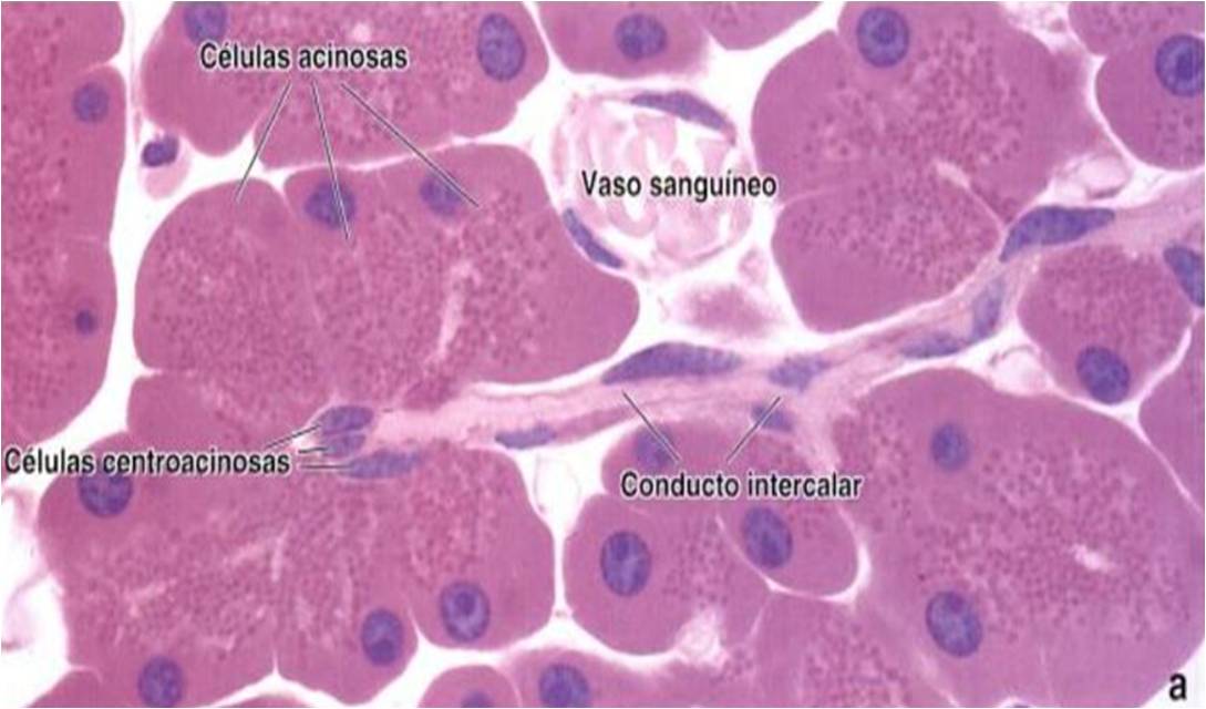 Se dice Médico: Pancreas: embriología, anatomía e histología