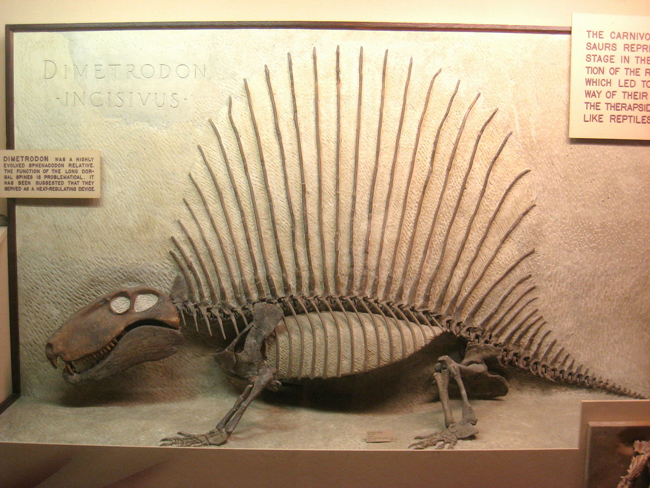 Palaeos, la historia de la Vida en la Tierra: ¿Tiene el Dimetrodon una ...