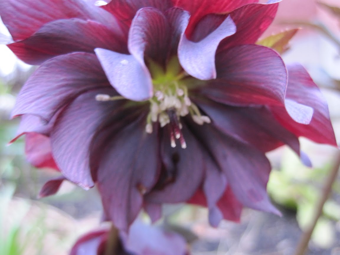 Hellebores—they’re a mystery, but that’s OK