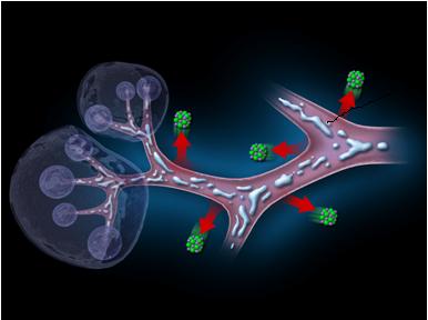 Dentistry lectures for MFDS/MJDF/NBDE/ORE: Introduction to salivary ...