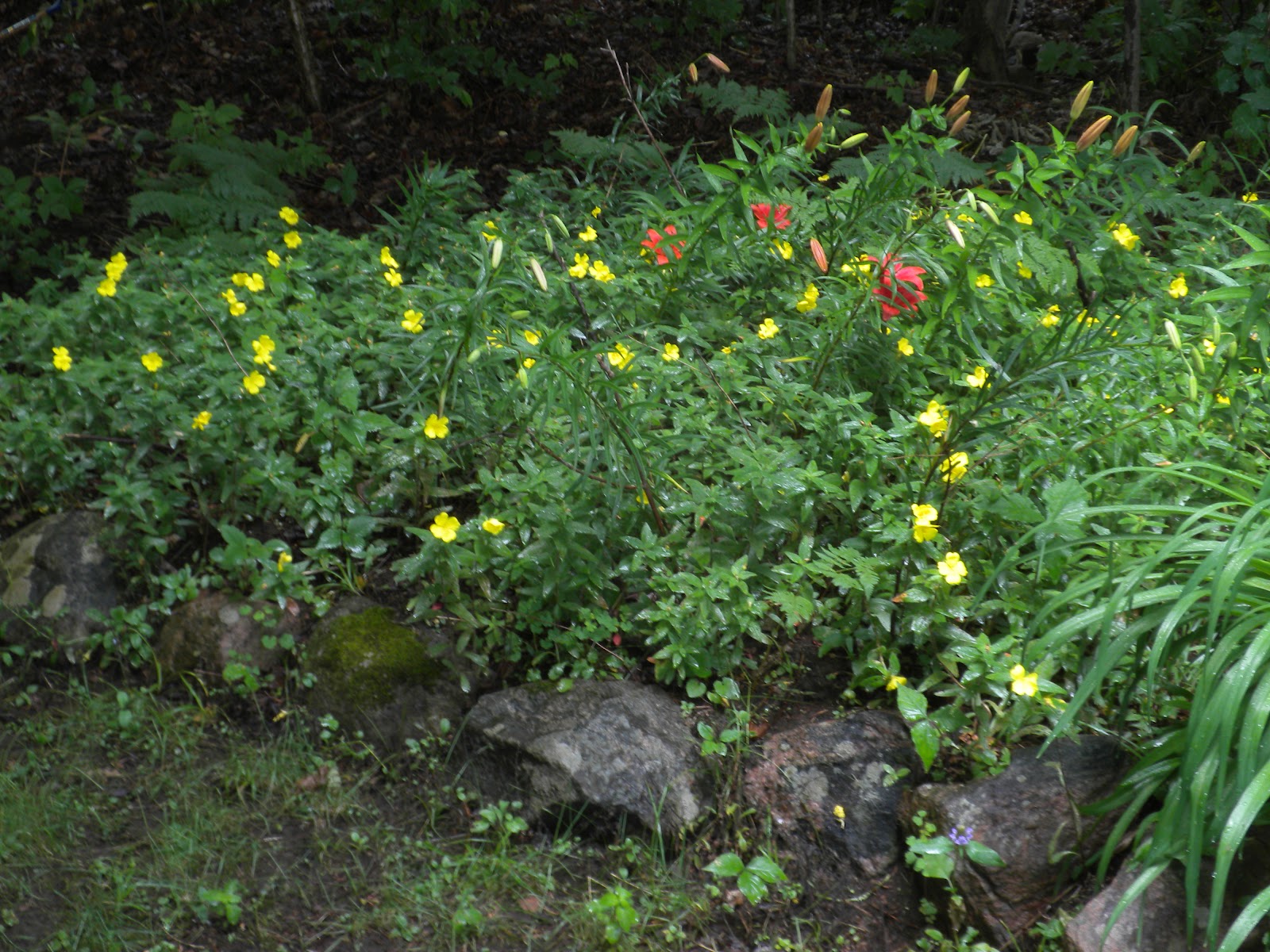 A Student Gardener: SUNDROPS, SUNDROPS, SUNDROPS