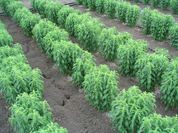 Naturama: Stevija prirodni zaslađivač