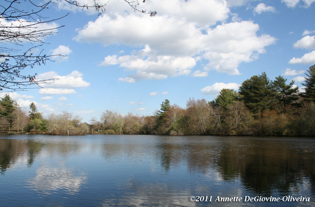 A Flurry of Feathers: Carman's River - Shirley, NY