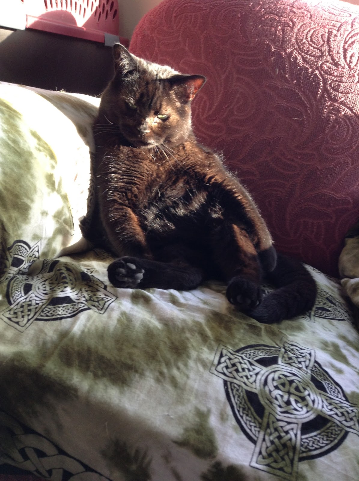 The Adventures of Percy the Cat