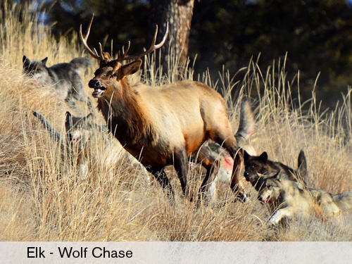 Wolves Chasing Elk