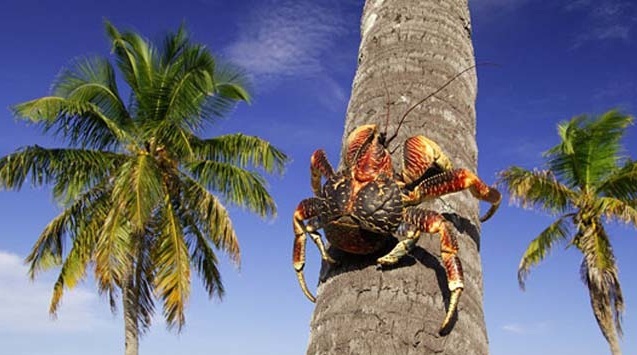 Kepiting Kelapa / Ketam kenari ( Birgus latro ) | INSPIRATOR