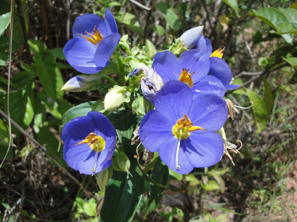 ශ්‍රී ලංකාවේ දුර්ලභ මල්