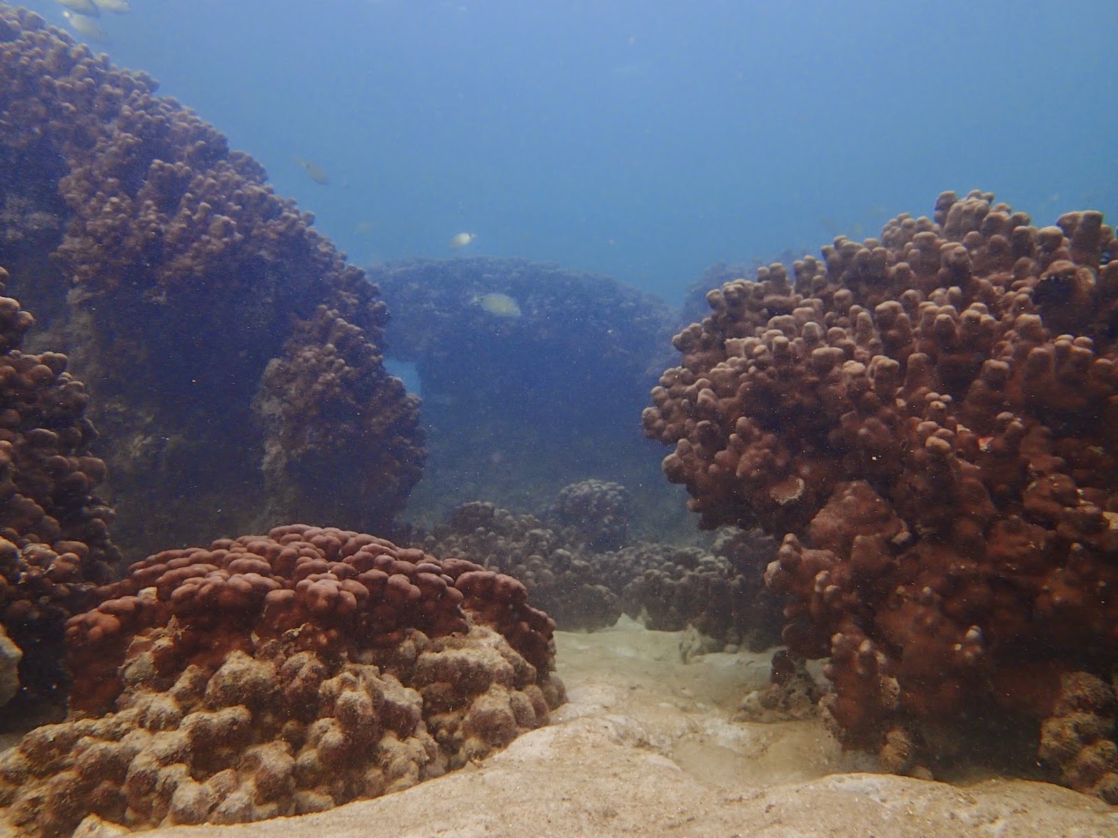 Athens Nature Journal: Kuwait: Near shore reefs