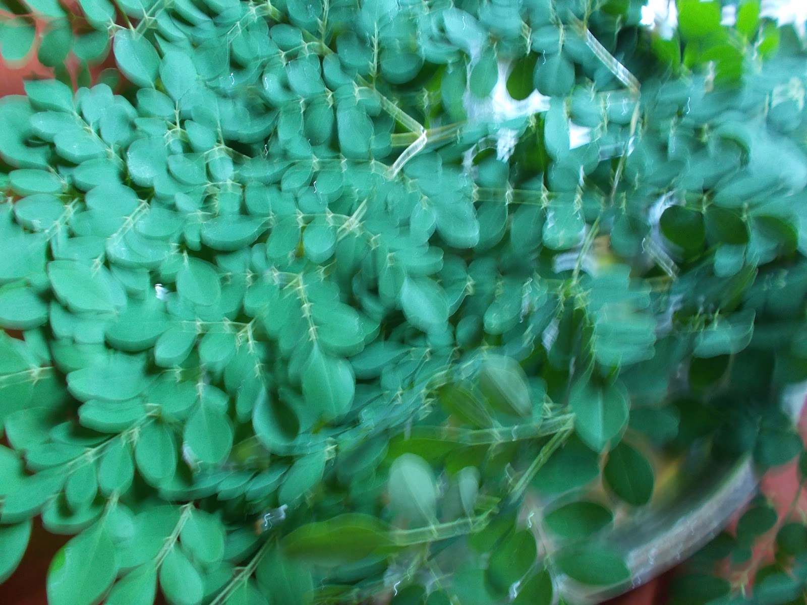 Kerala Traditional and Other Recipes: MUTTA MURINGA ELA THORAN / EGG ...