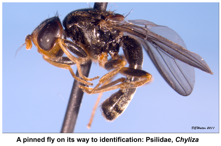 The Home Bug Garden: June 2011