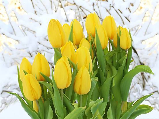 Still Life Artists International: Tulips, Botanical Photography “Tulips ...