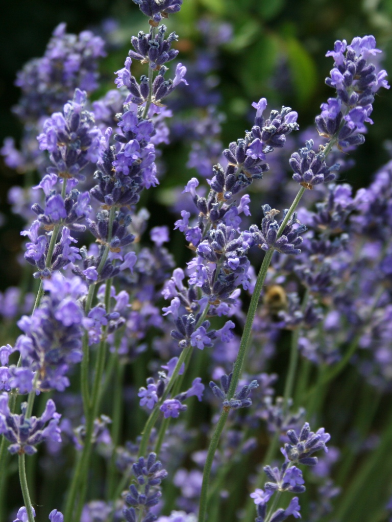Garden Musings: Lavender Lessons
