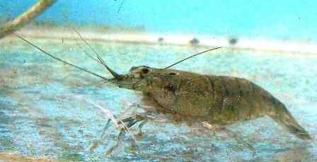 especies chilenas: El Camarón de río Cryphiops caementarius