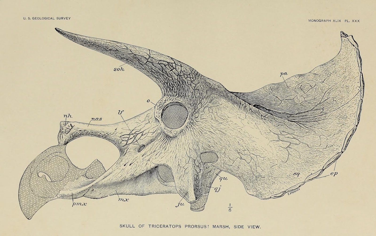 Mark Witton.com Blog