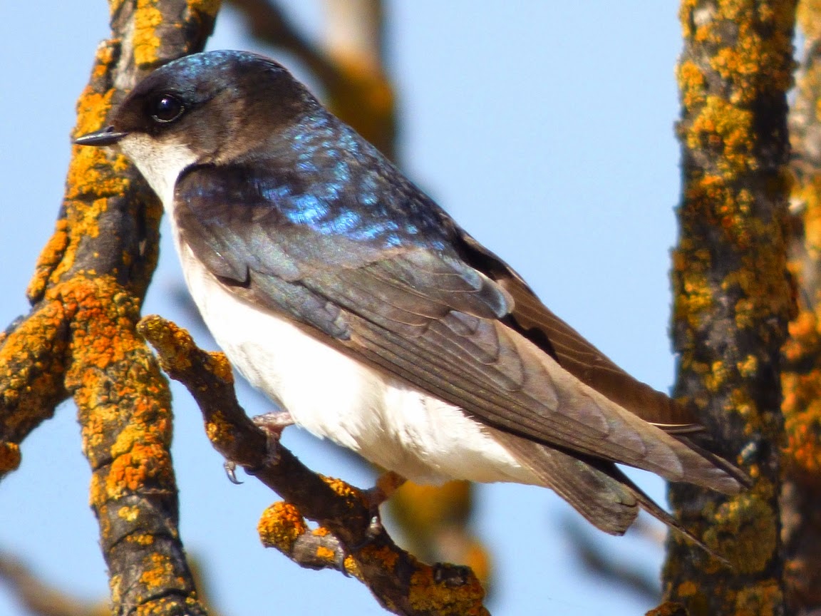 Geotripper's California Birds: Tree Swallows on the Tuolumne River: You ...