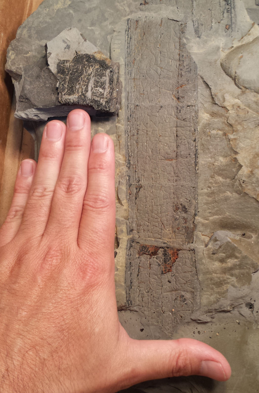 Views of the Mahantango: Devonian fossil wood from the New Albany shale ...