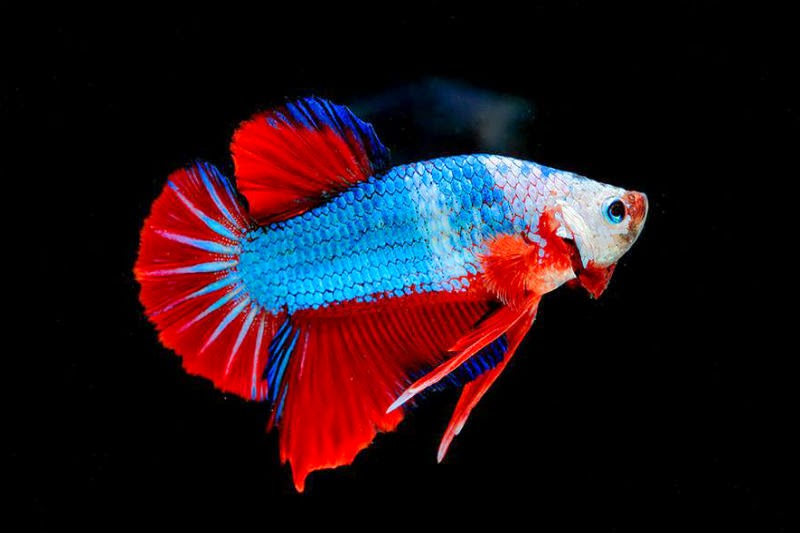 Joy in Thailand: Betta splendens o pesce combattente siamese