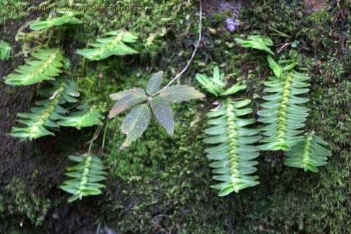 Grupo Orquideófilo del Norte Santafesino: Dichaea pendula