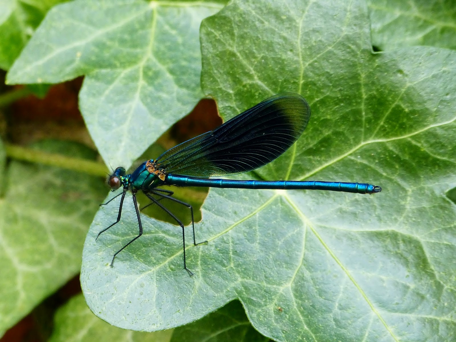 Photos d'insectes: Les Odonates (Libellules et Demoiselles)