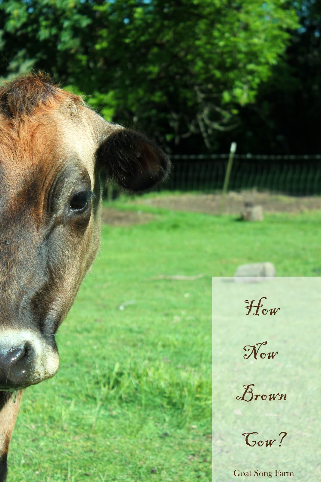 To Sing With Goats: How Now Brown Cow?