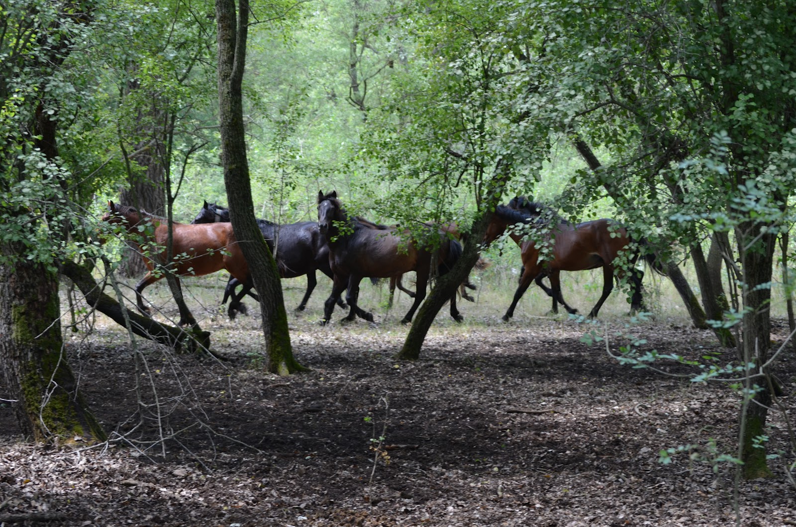 Dicţionar explicativ al banalităţii cotidiene: Despre locuri şi oraşe ...