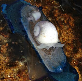 Rafael Microfauna Marina: Cymopolia barbata (Algas verdes)