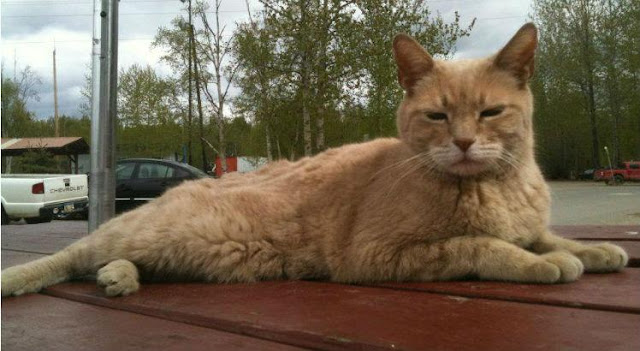 CONHEÇA STUBBS, O GATO QUE FOI PREFEITO DURANTE 20 ANOS NOS ESTADOS UNIDOS