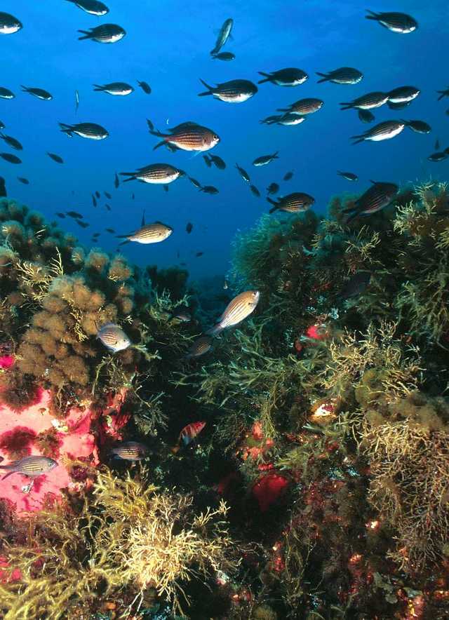 Tunisia-Tunisie-تونس: Eco-tourism in Bizerta, Bizerte, Benzart