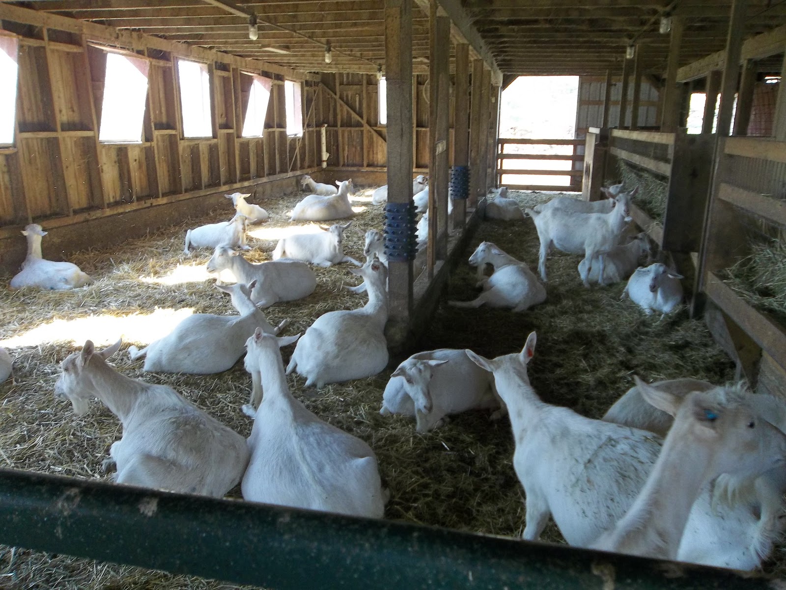 Dorema Farm Tales: Baetje Farms