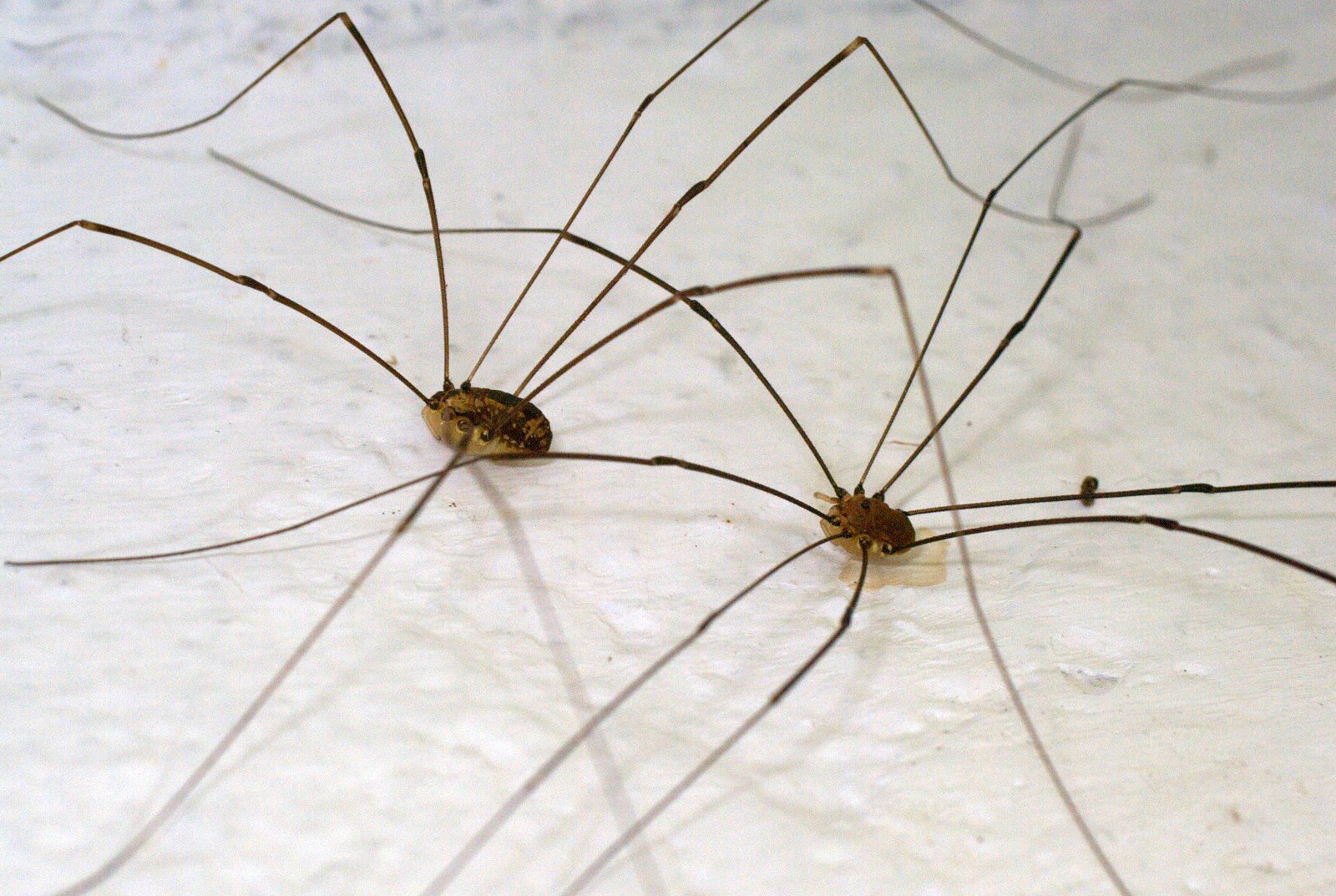 LABORATORIO de CONOCIMIENTO: ARACNIDOS INTERESANTES DE ARGENTINA ...