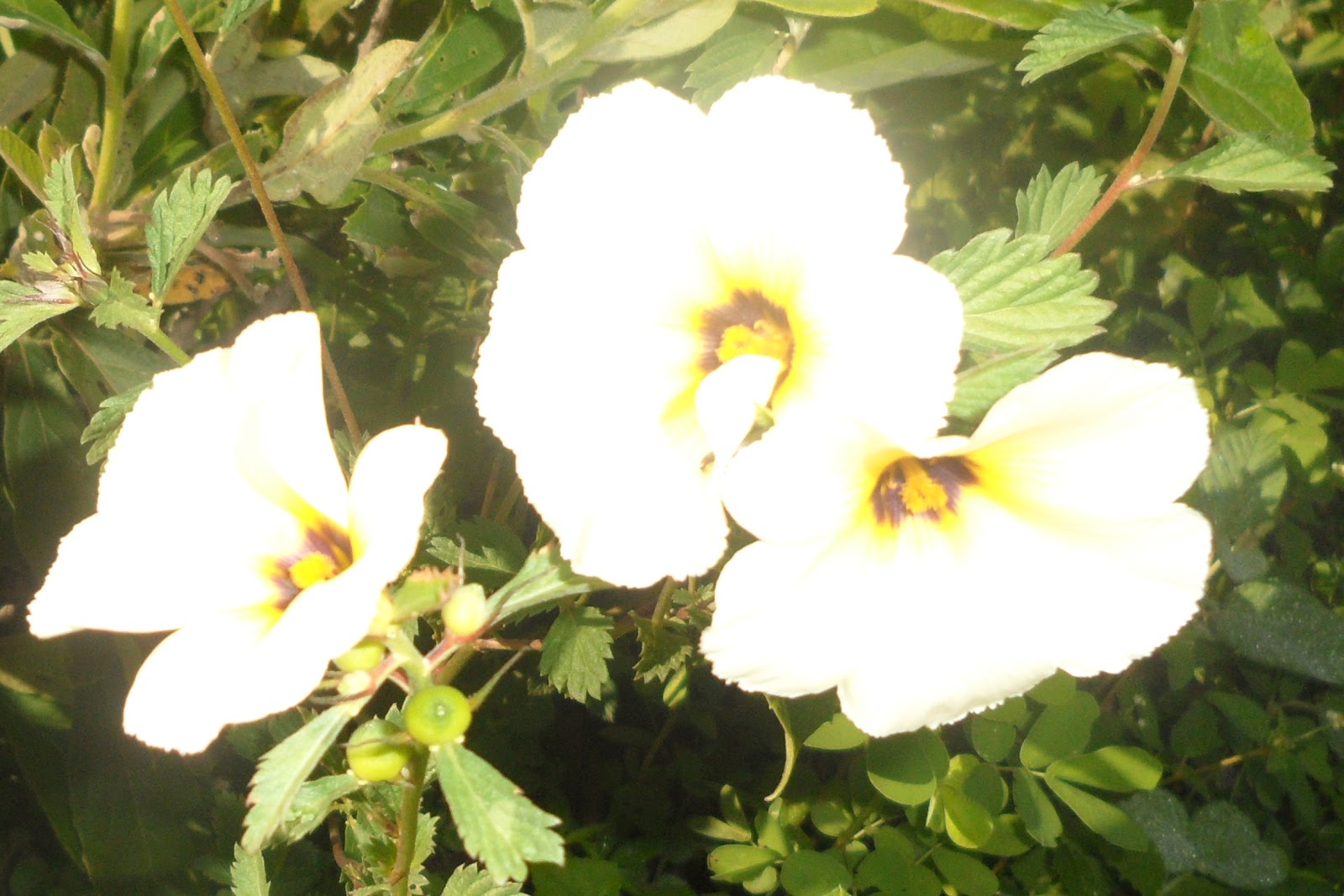 VIVA A VIDA: Dra. Zilda Arns Neumann - alma missionária