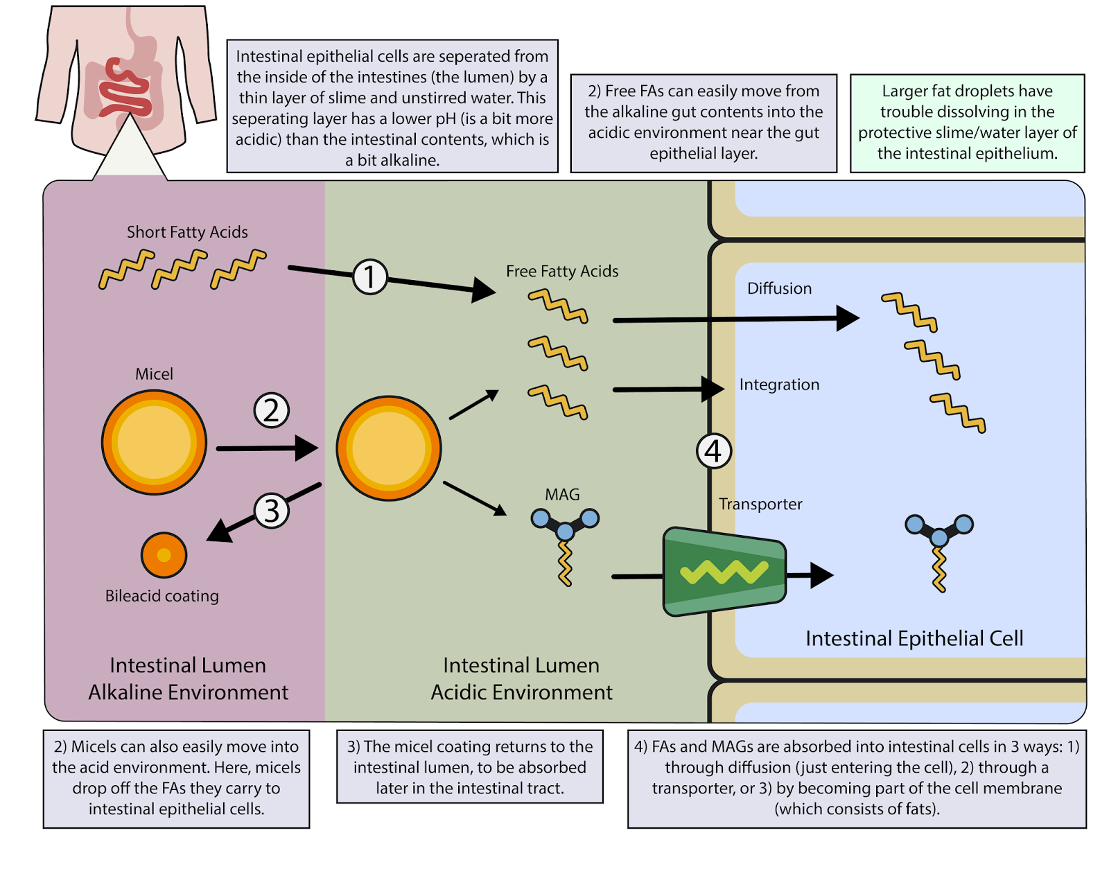 Dagmar Bouwer: Vet opname / Fat uptake (Nederlands/English after the break)