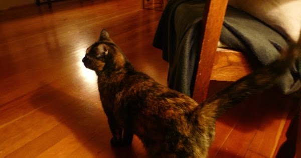 a light inside: Because I Owe You a Cat Picture...