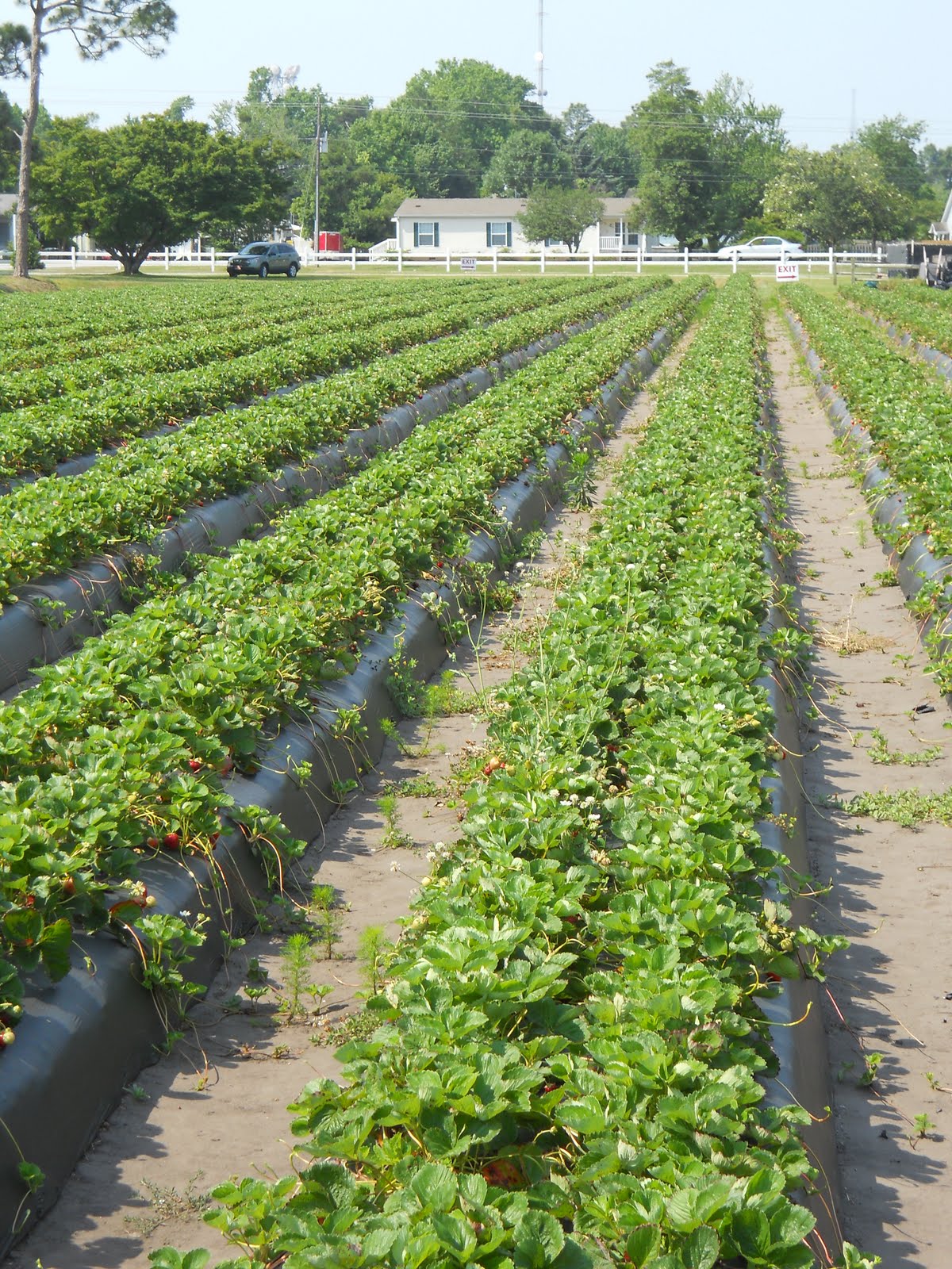 A Slice of Smith Life: A Berry Good Day with Friends!