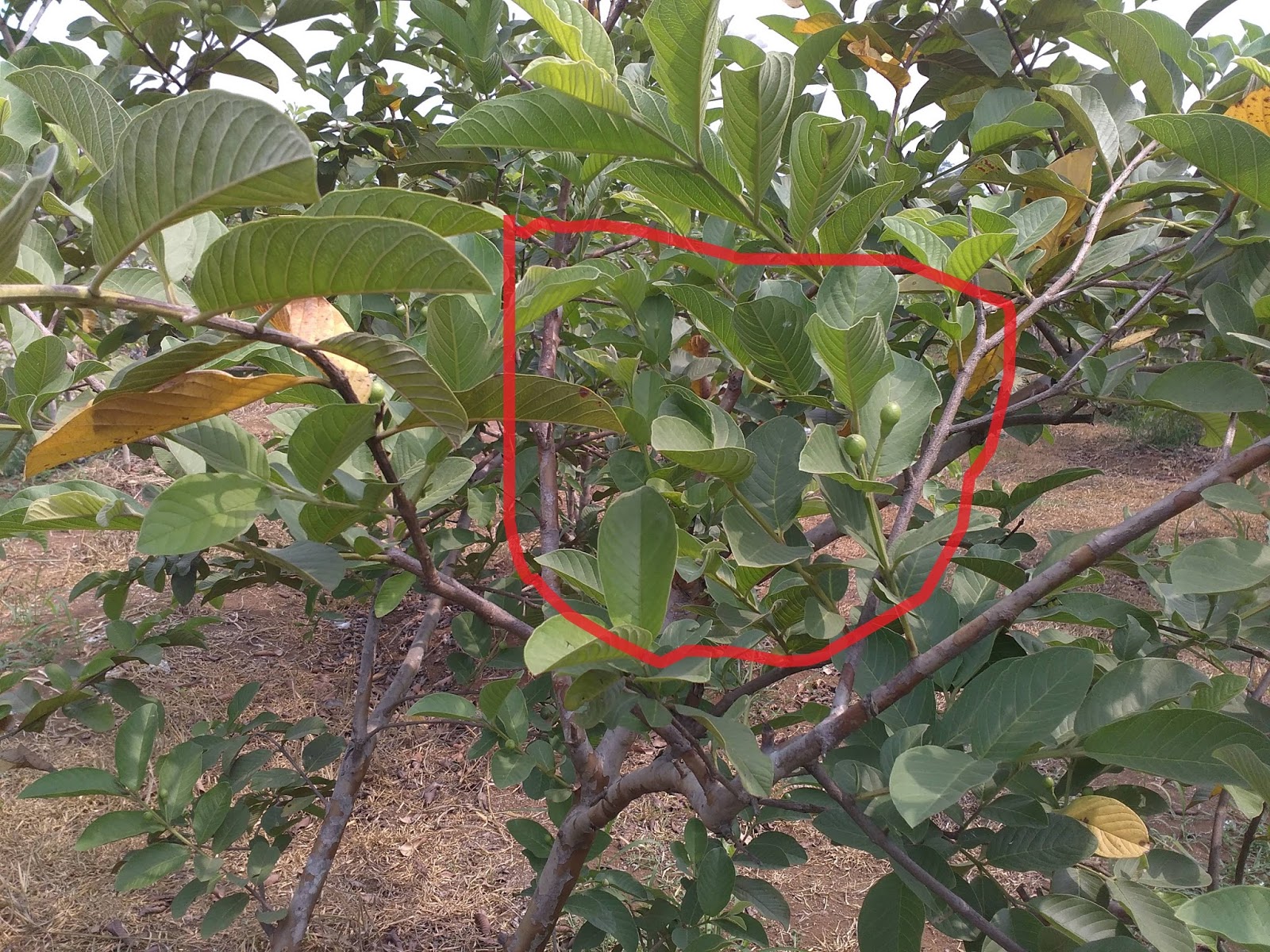 Dunia Buah Nusantara: Perawatan Jambu Kristal