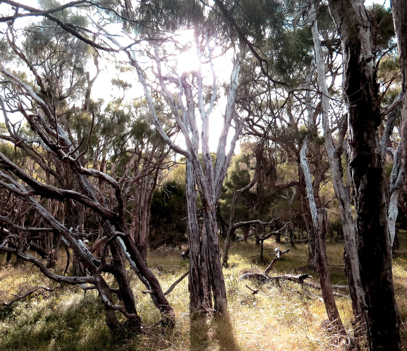 June Wildlife Report