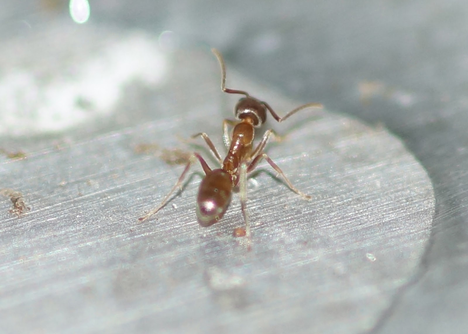 Nature Gardens @ NHM: L.A.'s Urban Nature: Who are Those Ants in Our ...