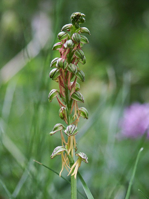 Loire Valley Nature: Monkey x Man Hybrid Orchid - Orchis x bergonii