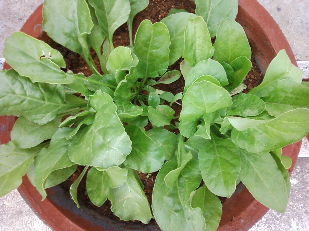 Teen's Kitchen Garden: The Spinach ( Cheera) & Palak - ready for harvest
