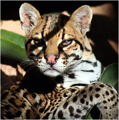animales en peligro de extincion: EL TIGRILLO O MARGAY