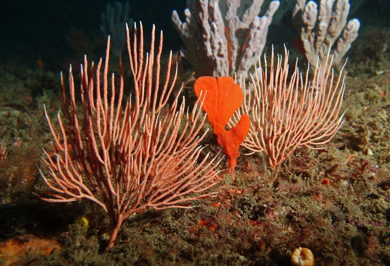 Real Monstrosities: Orange Fan Sponge