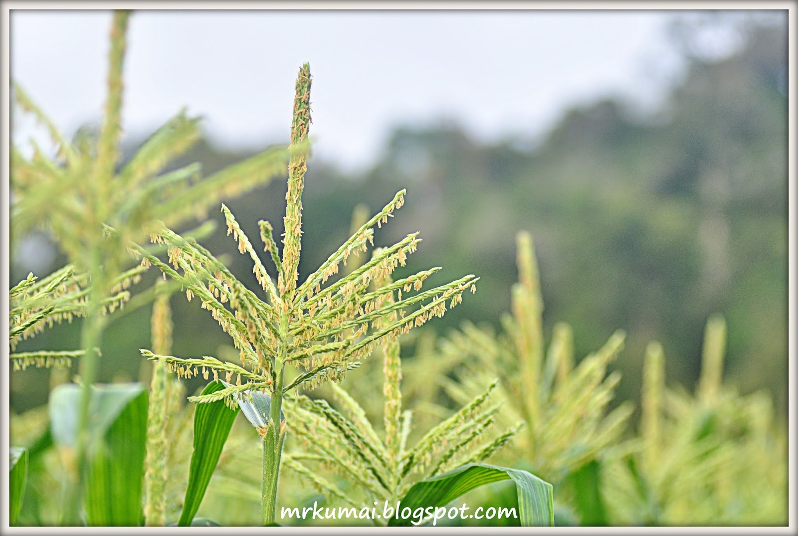 mrkumai.blogspot.com: Kebun Jagung di Cameron Highlands