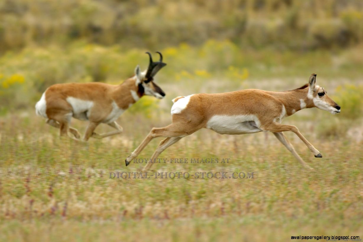 North American Prairie Animals | Wallpapers Gallery