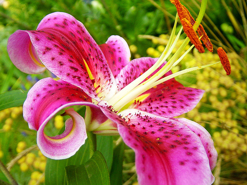 Flower Homes: Oriental Lily Flowers