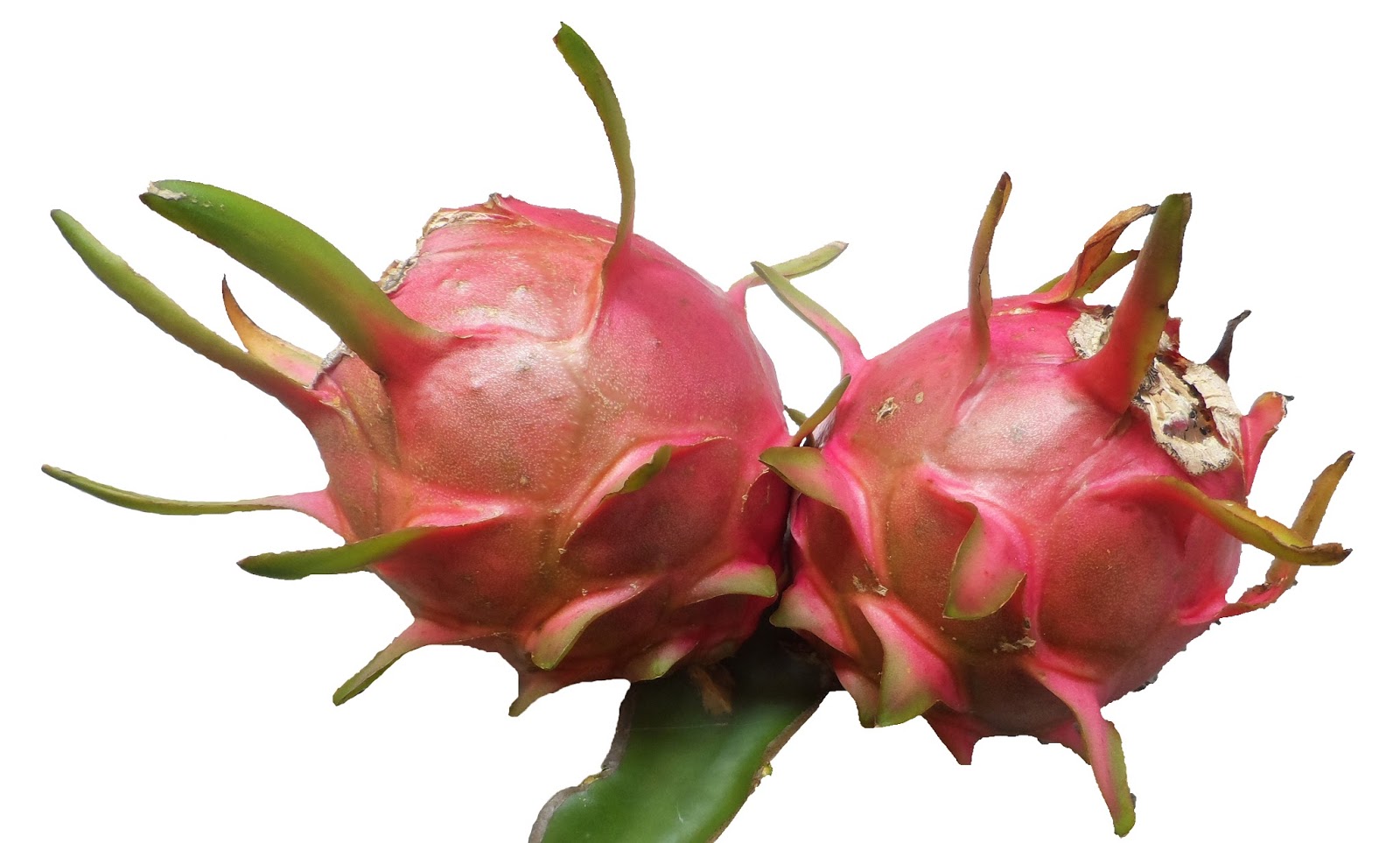 Pitaia (Hylocereus spp.) | A planta da vez