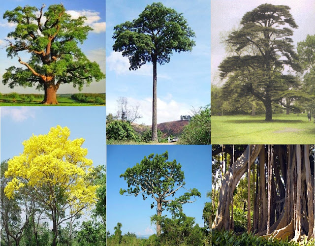 CONSERVEMOS LOS RECURSOS NATURALES DEL PLANETA: LA FLORA Y LA FAUNA ...