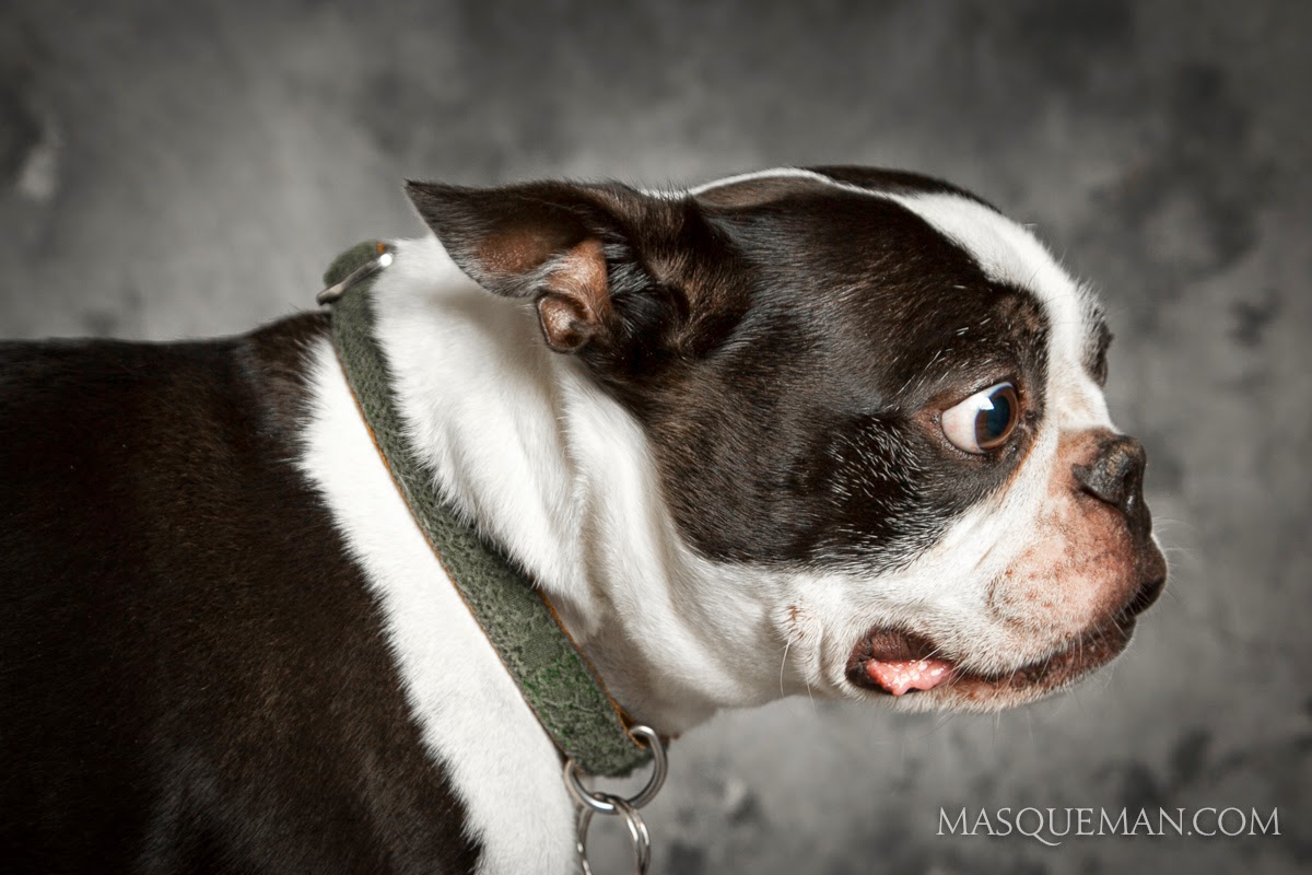 The Dog With Aerodynamic Ears - Masqueman Creative | Graphic Design ...