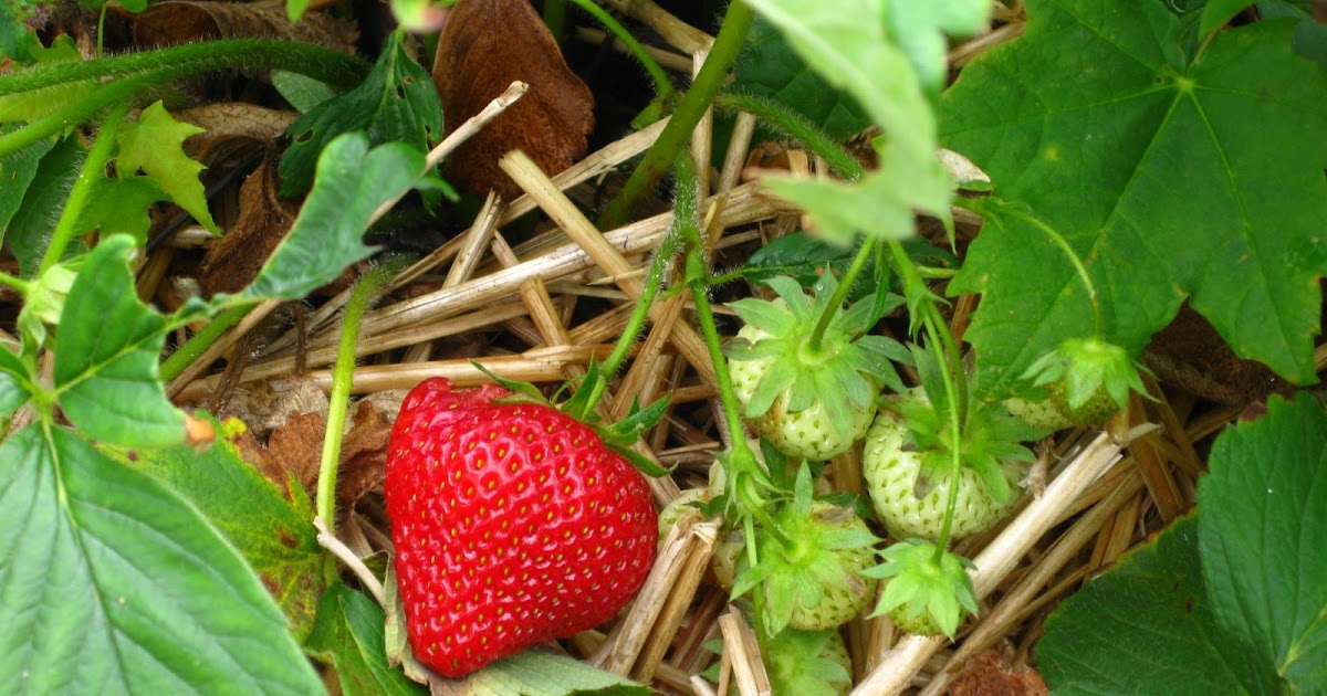 The Blueberry Files: Summer-o-rama: Strawberries