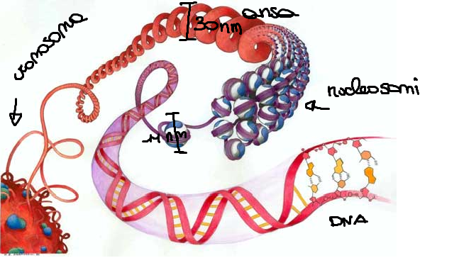 Little Science............: Cromosomi cellule