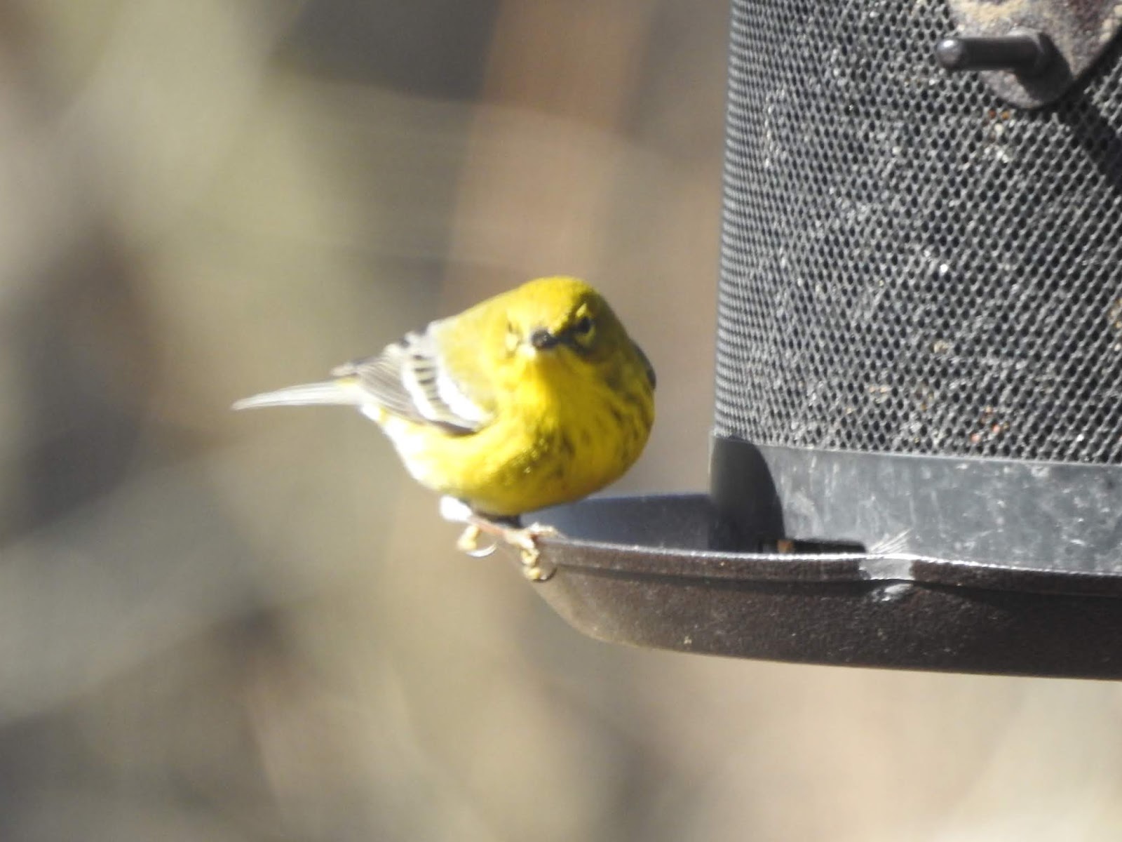 Richard's Kentucky Bird Tracks : Kentucky Birds Of Springtime 2019